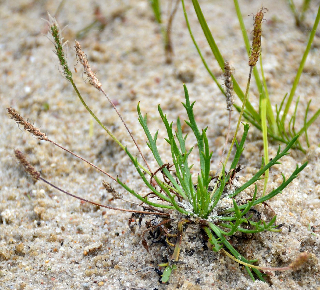 Stammbaum - Krähenfuß-Wegerich (Plantago coronopus L.)