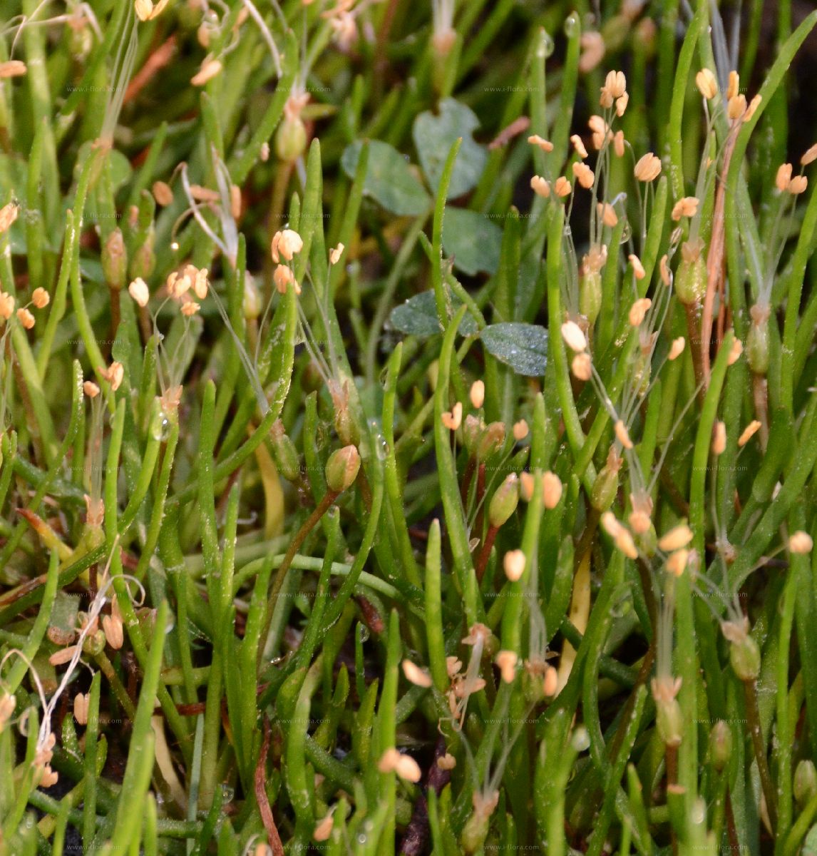 Phylogenetic tree - Europäischer Strandling (Plantago uniflora L.)