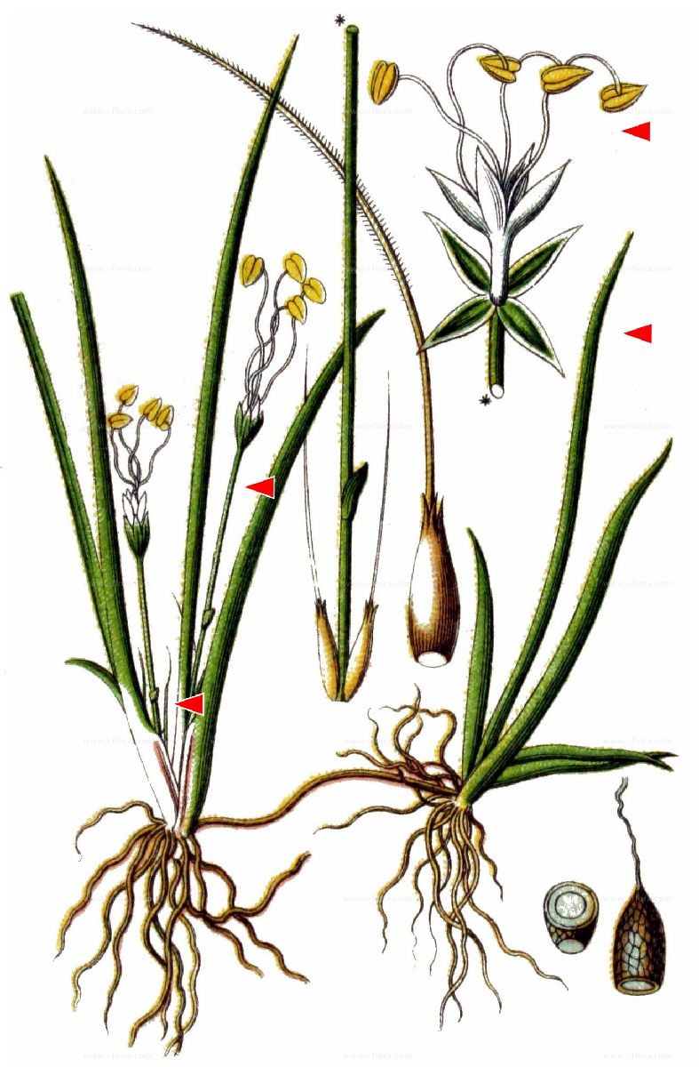 Arten - Europäischer Strandling (Plantago uniflora L.)