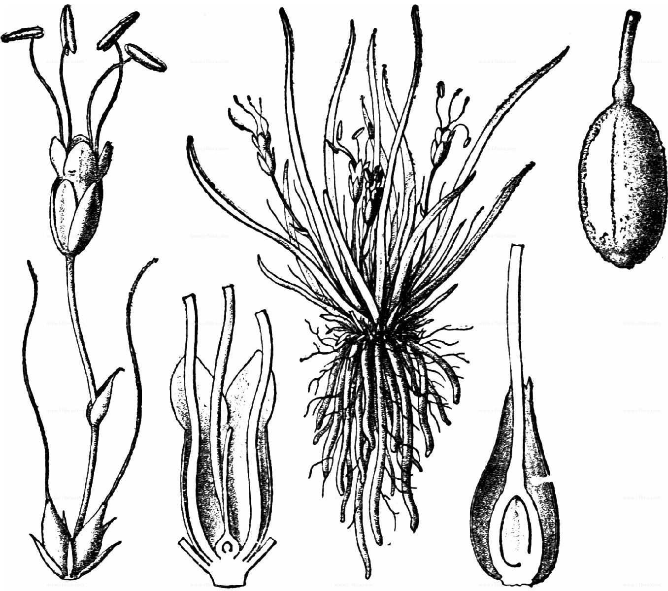 Arten - Europäischer Strandling (Plantago uniflora L.)
