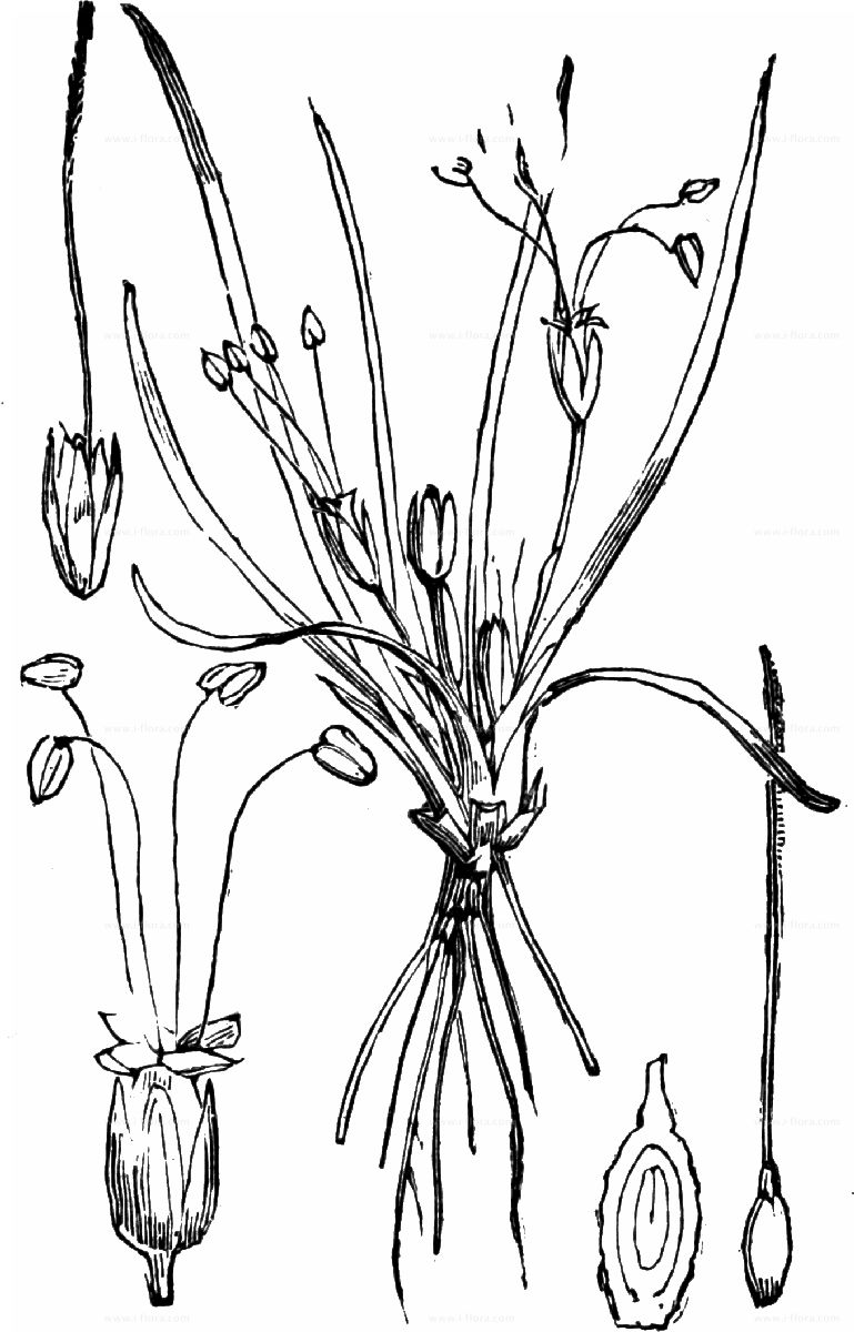 Arten - Europäischer Strandling (Plantago uniflora L.)