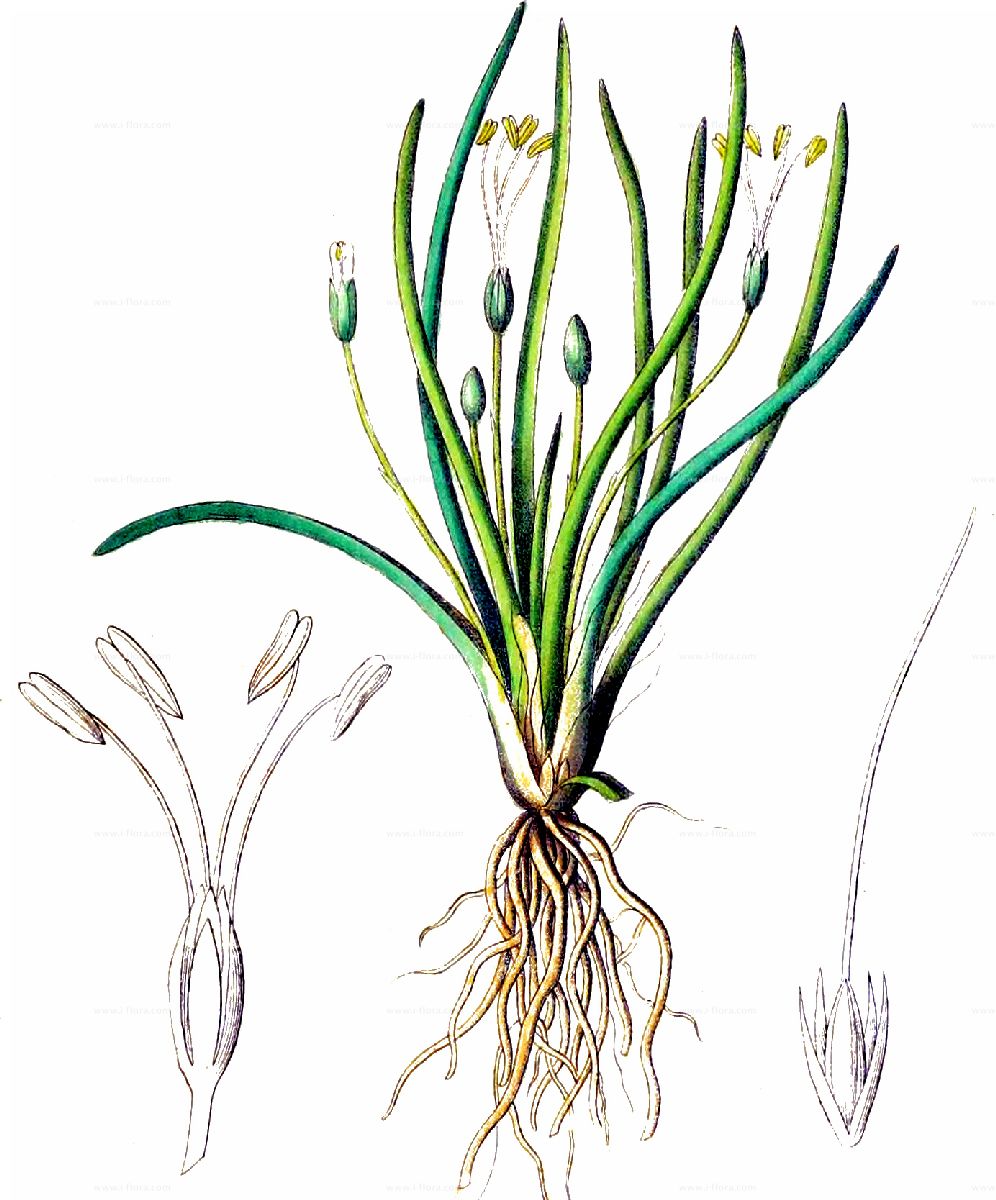 Arten - Europäischer Strandling (Plantago uniflora L.)