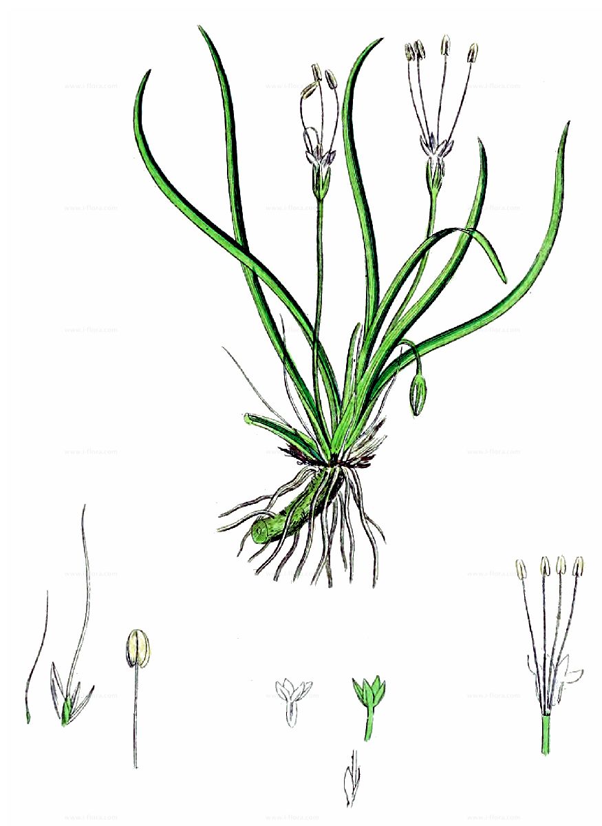 Stammbaum - Europäischer Strandling (Plantago uniflora L.)