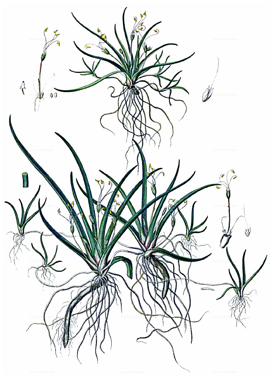 Arten - Europäischer Strandling (Plantago uniflora L.)